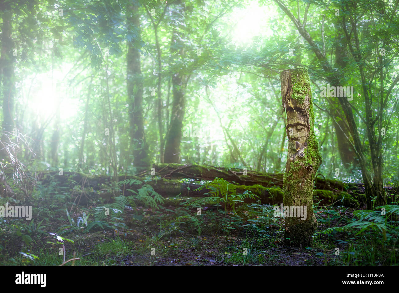 Pengelli forest hi-res stock photography and images - Alamy