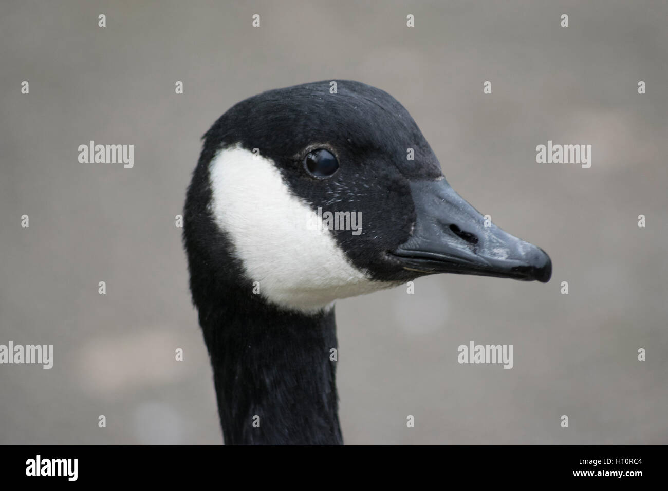 A goose who is looking hungrily for food from the near by people Stock ...