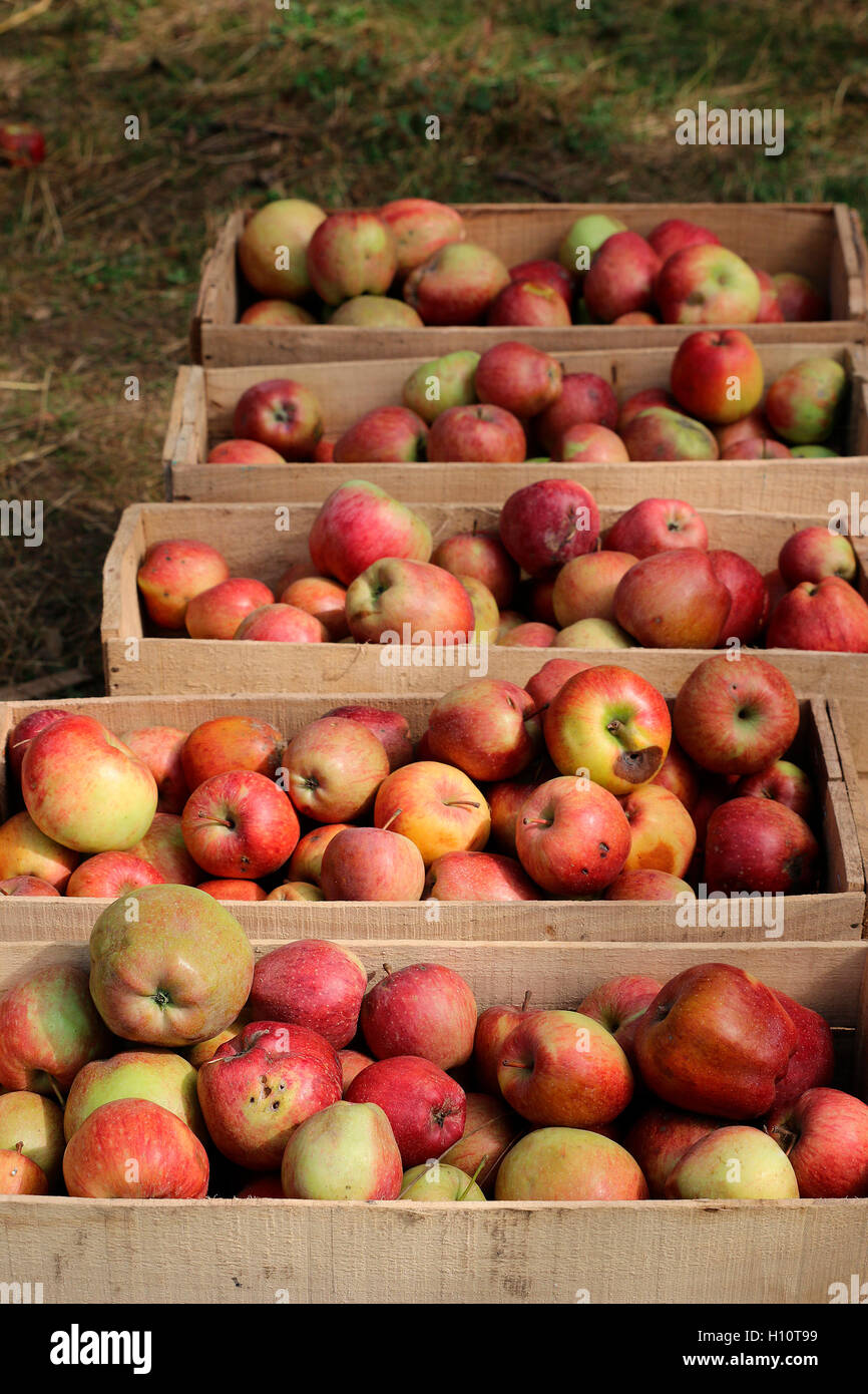Kashmir Apples - India Stock Photo - Alamy