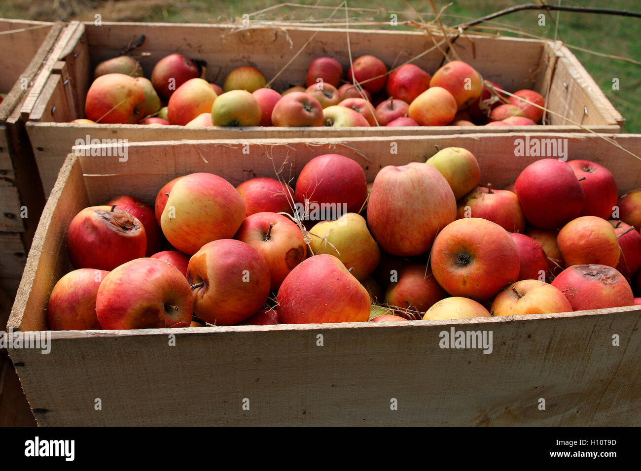 Kashmir Apples - India Stock Photo - Alamy