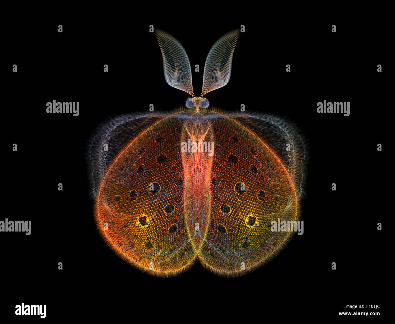 Detailed moth hi-res stock photography and images - Alamy