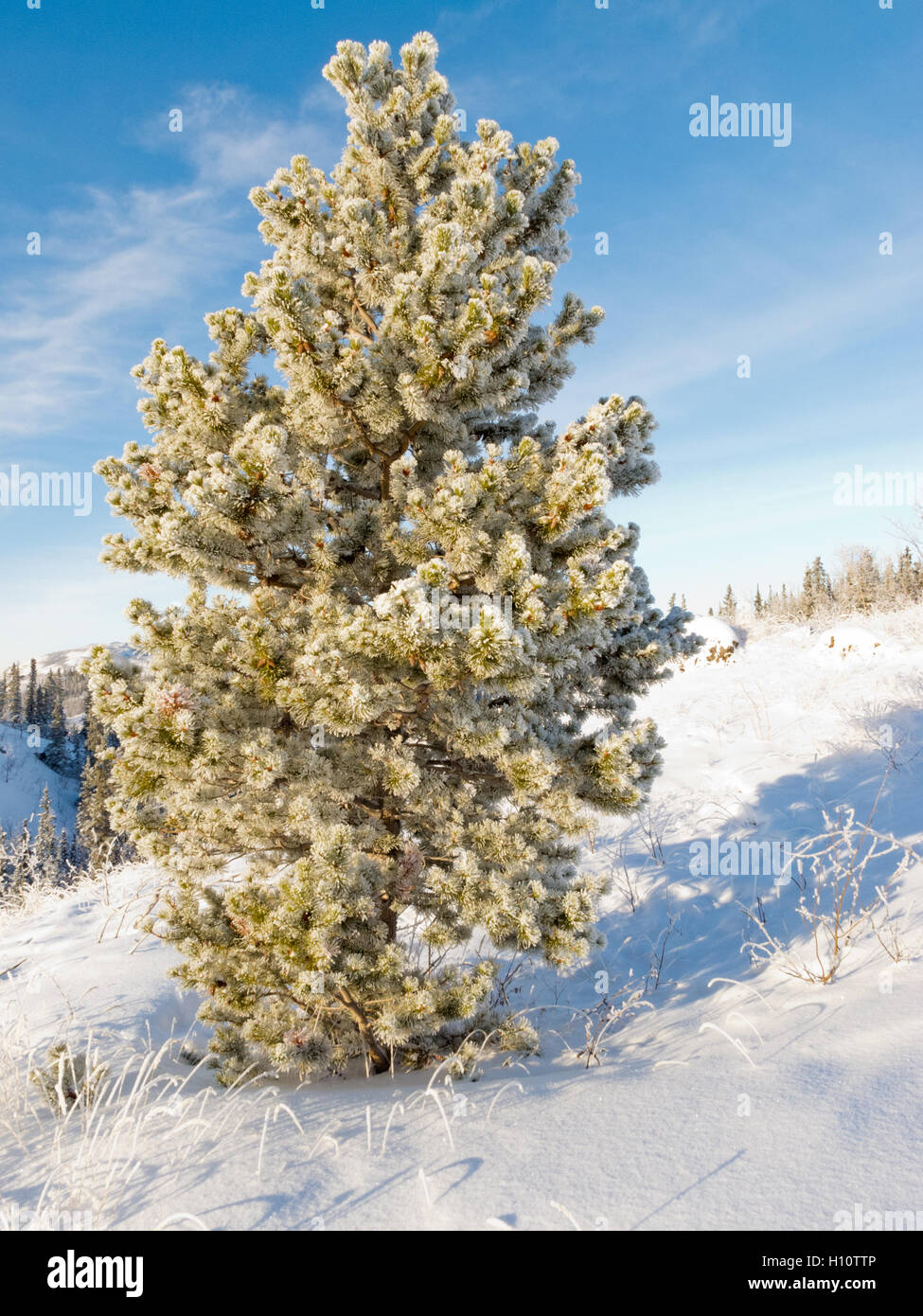 Hoar frost covered pine tree winter snow landscape Stock Photo - Alamy