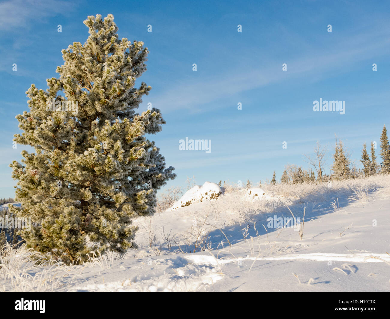 Hoar frost covered pine tree winter snow landscape Stock Photo - Alamy