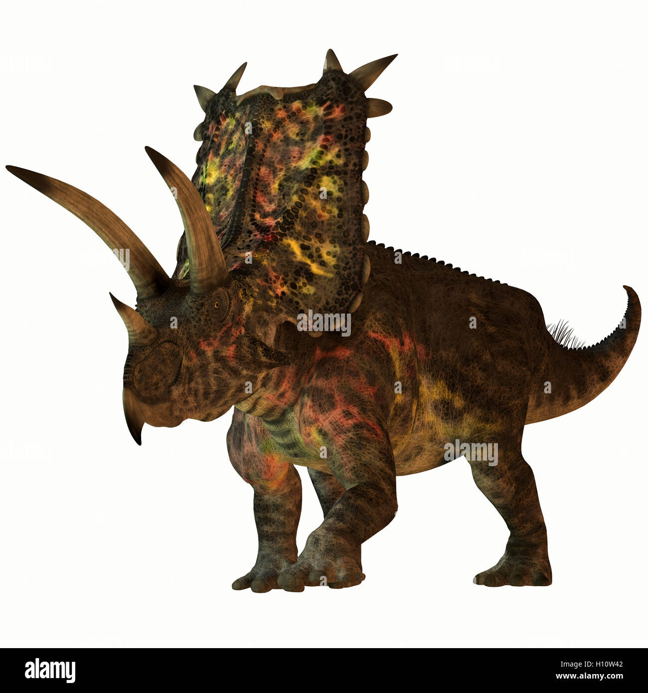 Pentaceratops on White Stock Photo - Alamy