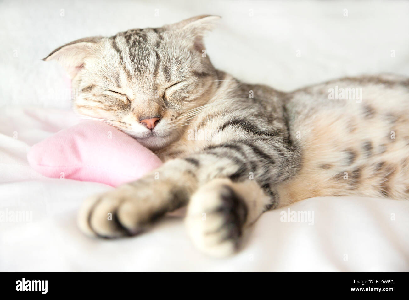 smiling cat sleep on the bed Stock Photo - Alamy