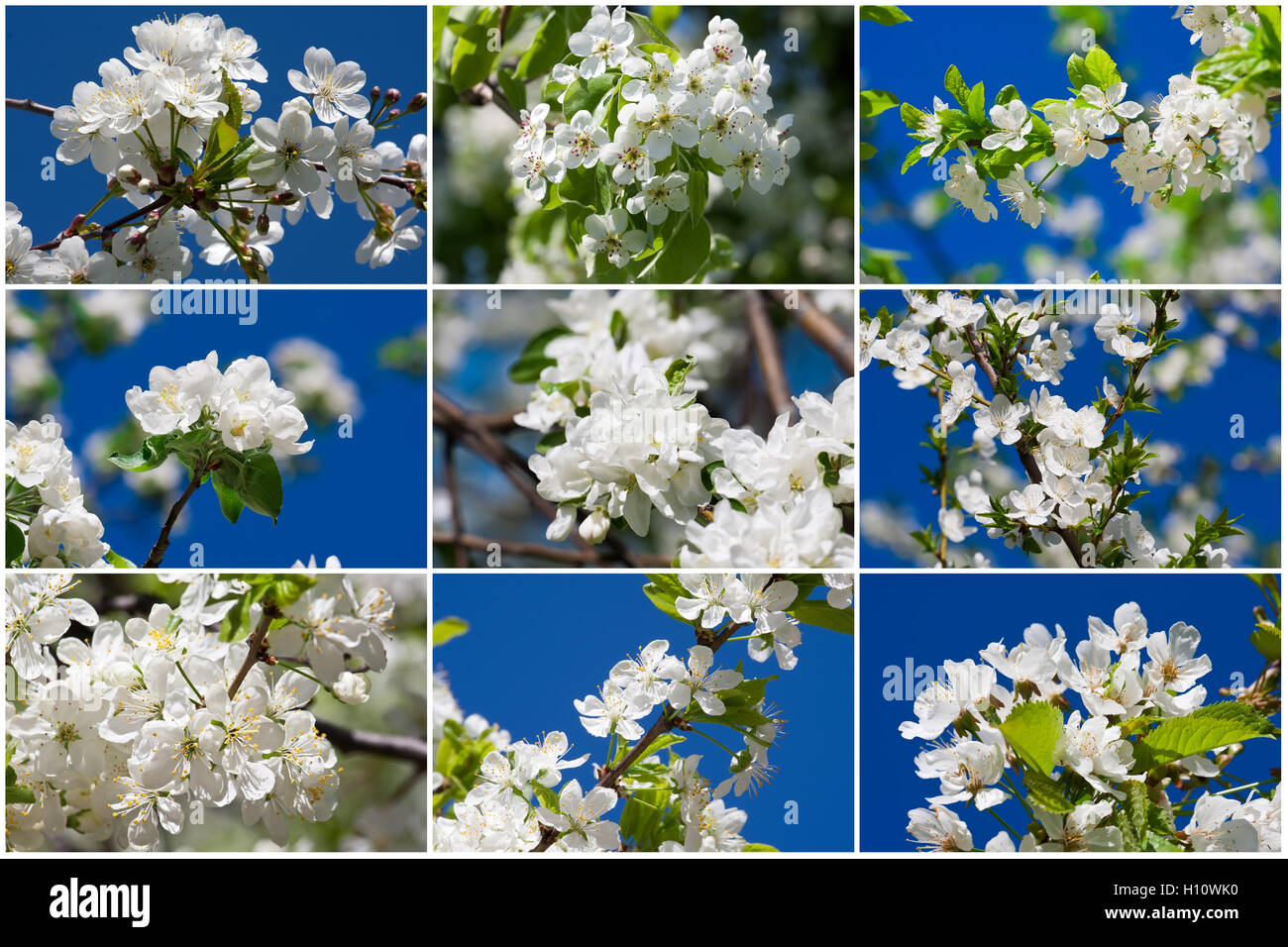Apple flower leaf collection hi-res stock photography and images - Alamy