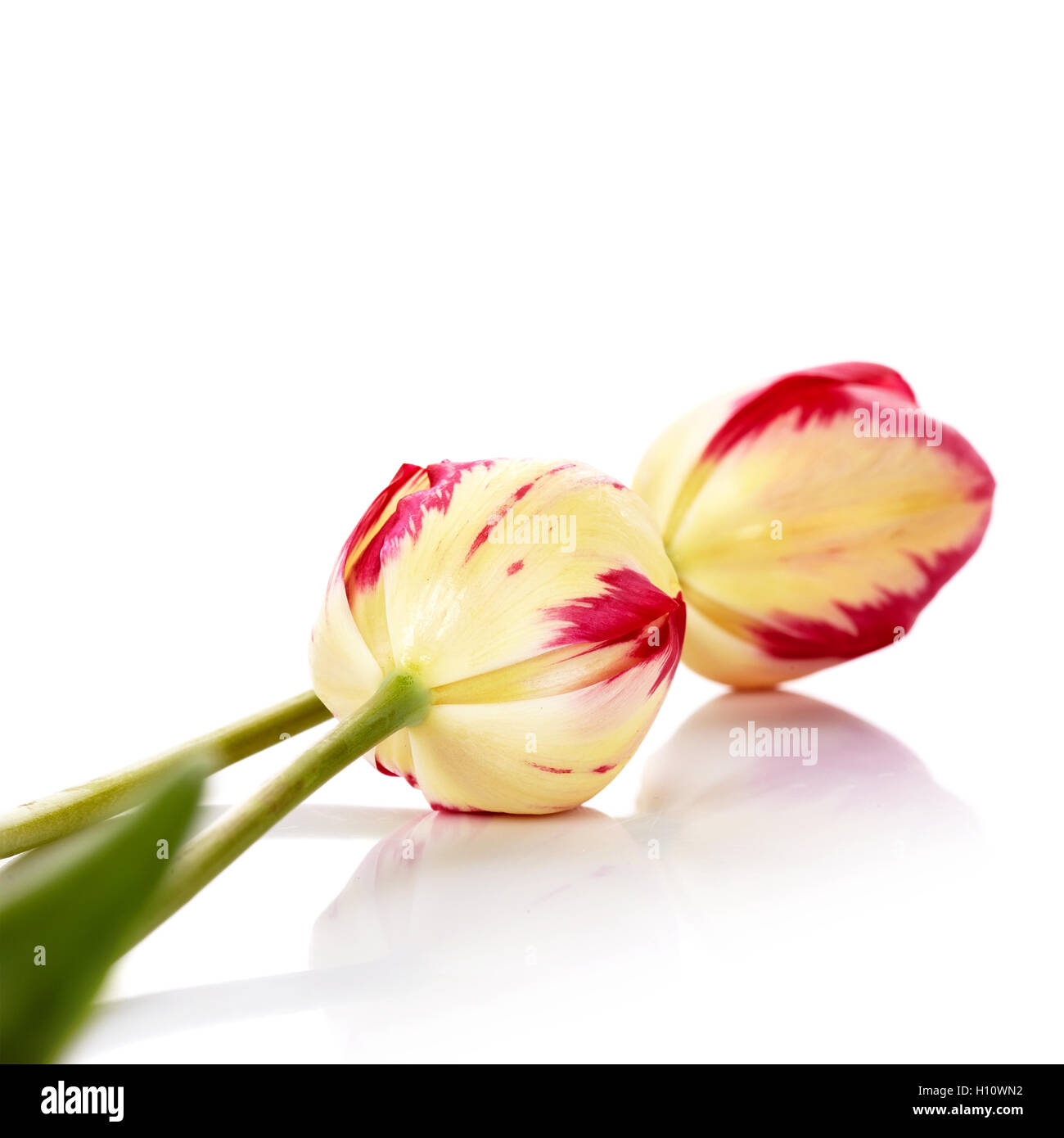 Two cut pink tulips hi-res stock photography and images - Alamy