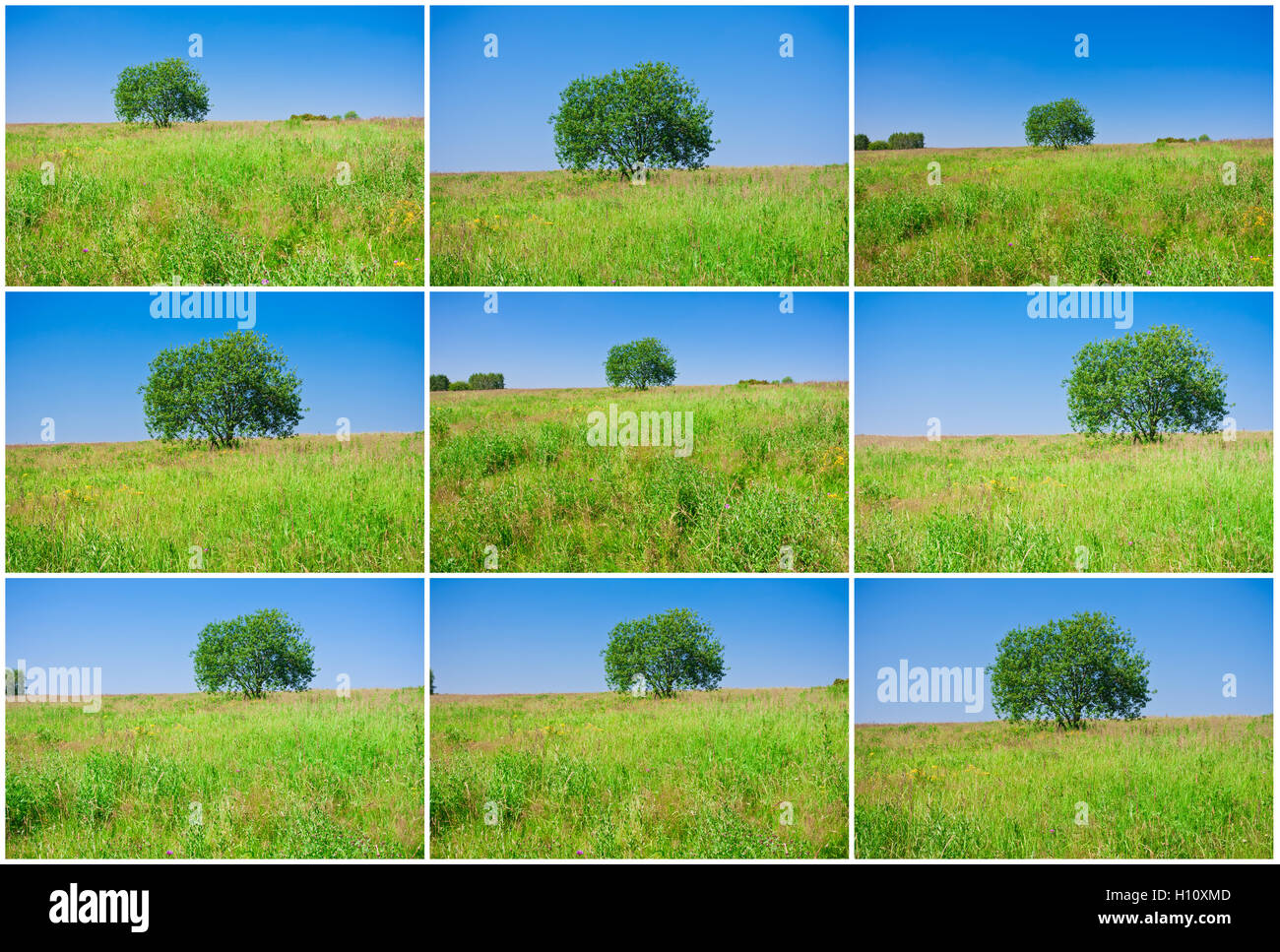 Tree and field Stock Photo - Alamy