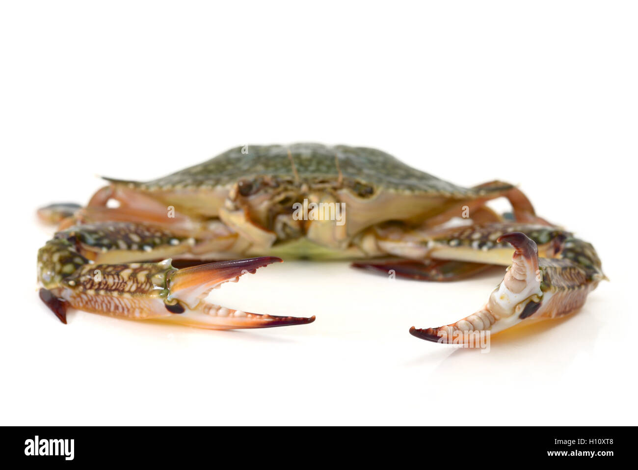 Fish crab Cut Out Stock Images & Pictures - Alamy