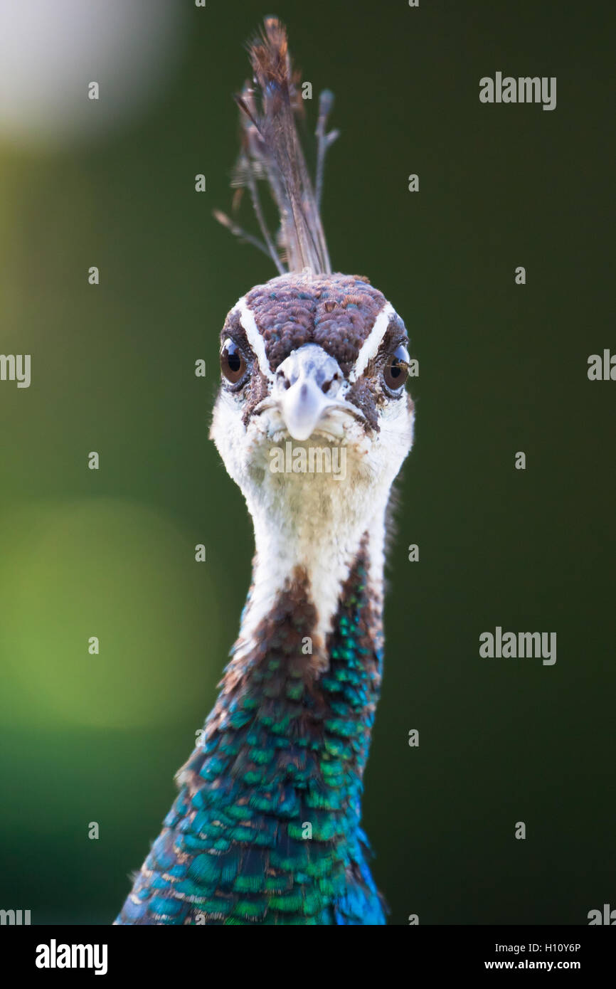 Colorful Female Peacock Stock Photo - Alamy