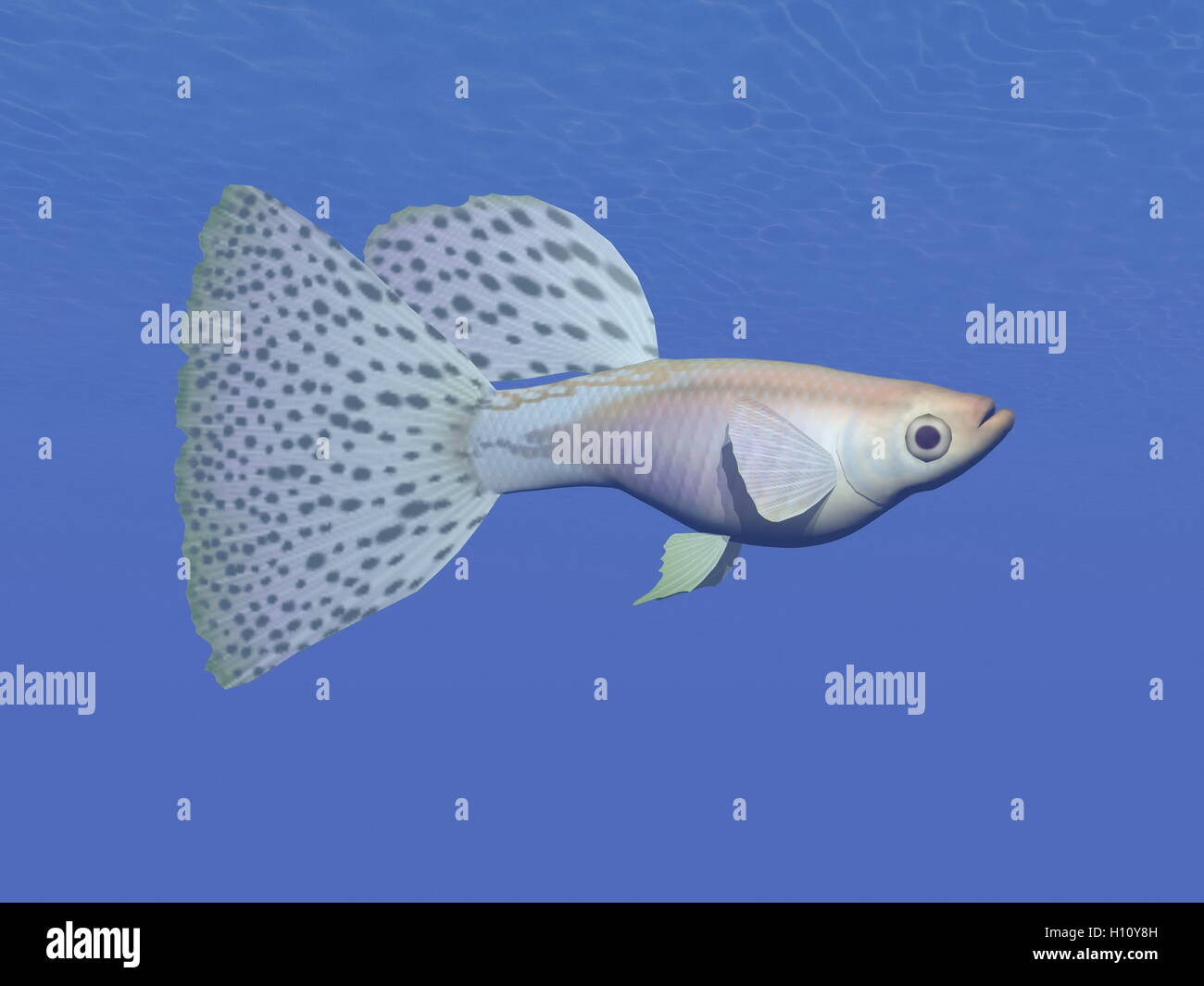 Guppy blue fish underwater - 3D render Stock Photo - Alamy