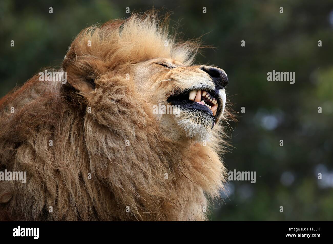 Male lion grimace hi-res stock photography and images - Alamy
