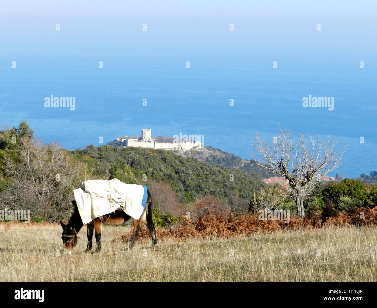 Castle donkey hi-res stock photography and images - Alamy