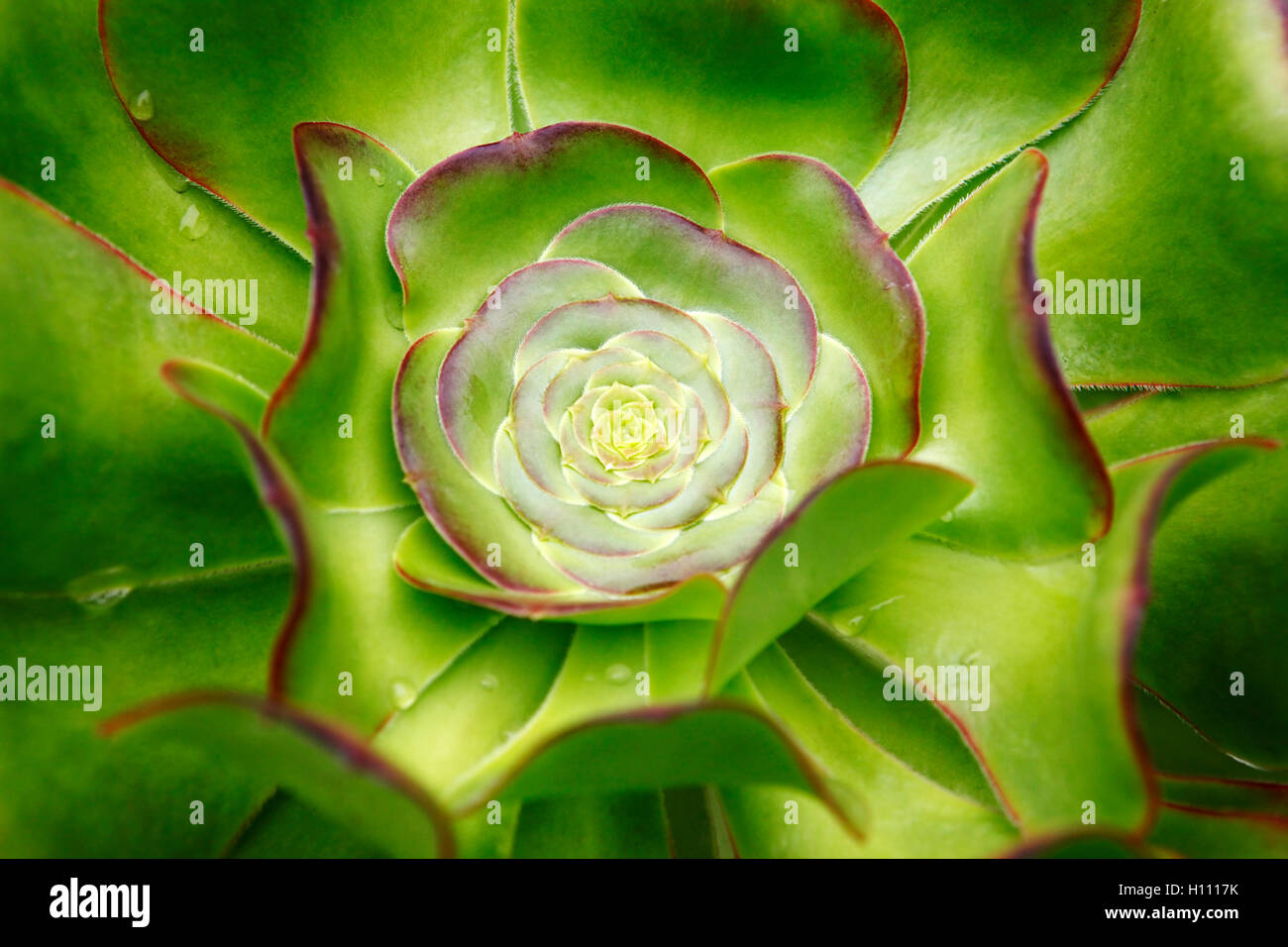 Stone flowers - Sempervivum Stock Photo - Alamy