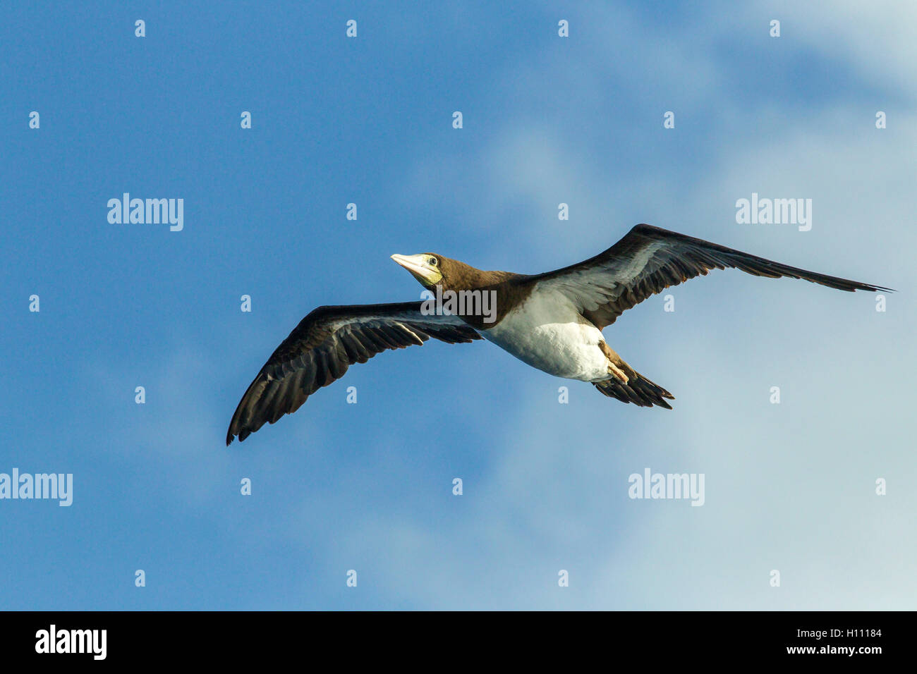 brown booby (Sula leucogaster) adult in flight over ocean off Recife ...
