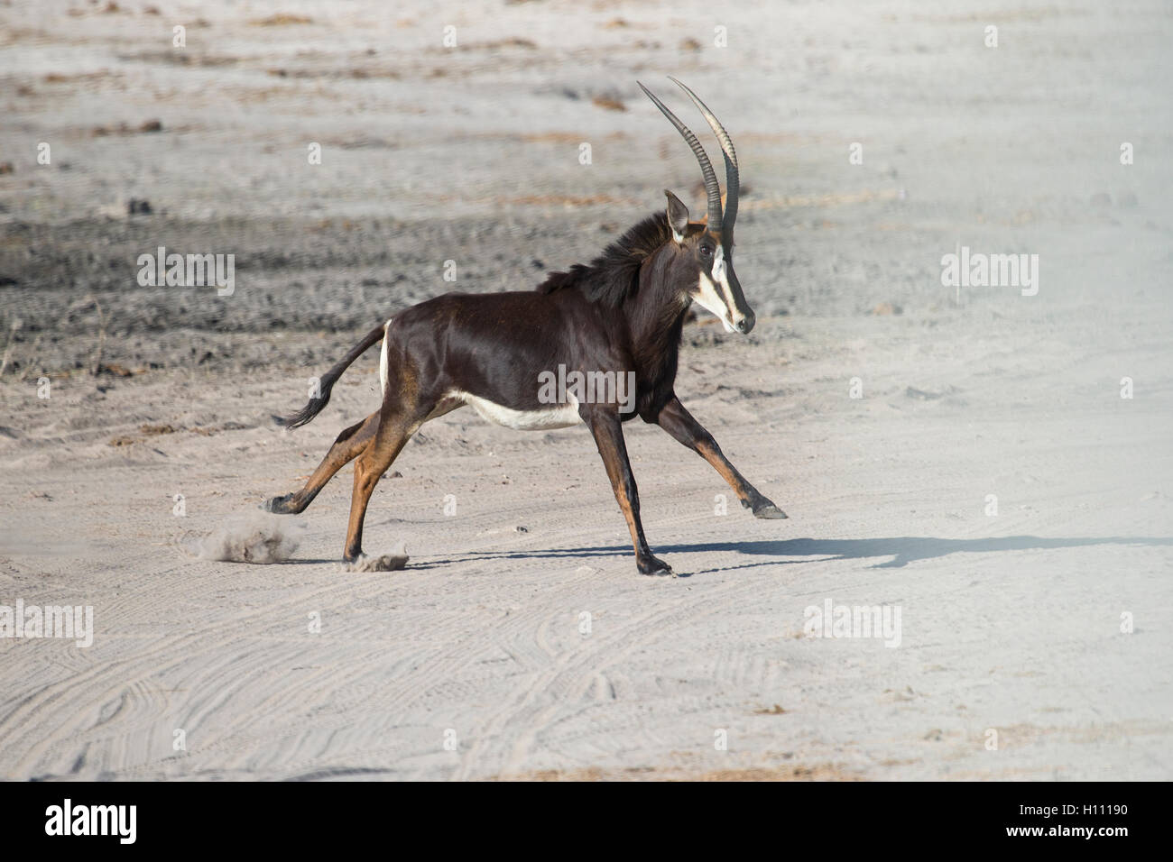 Sable Antelope Running