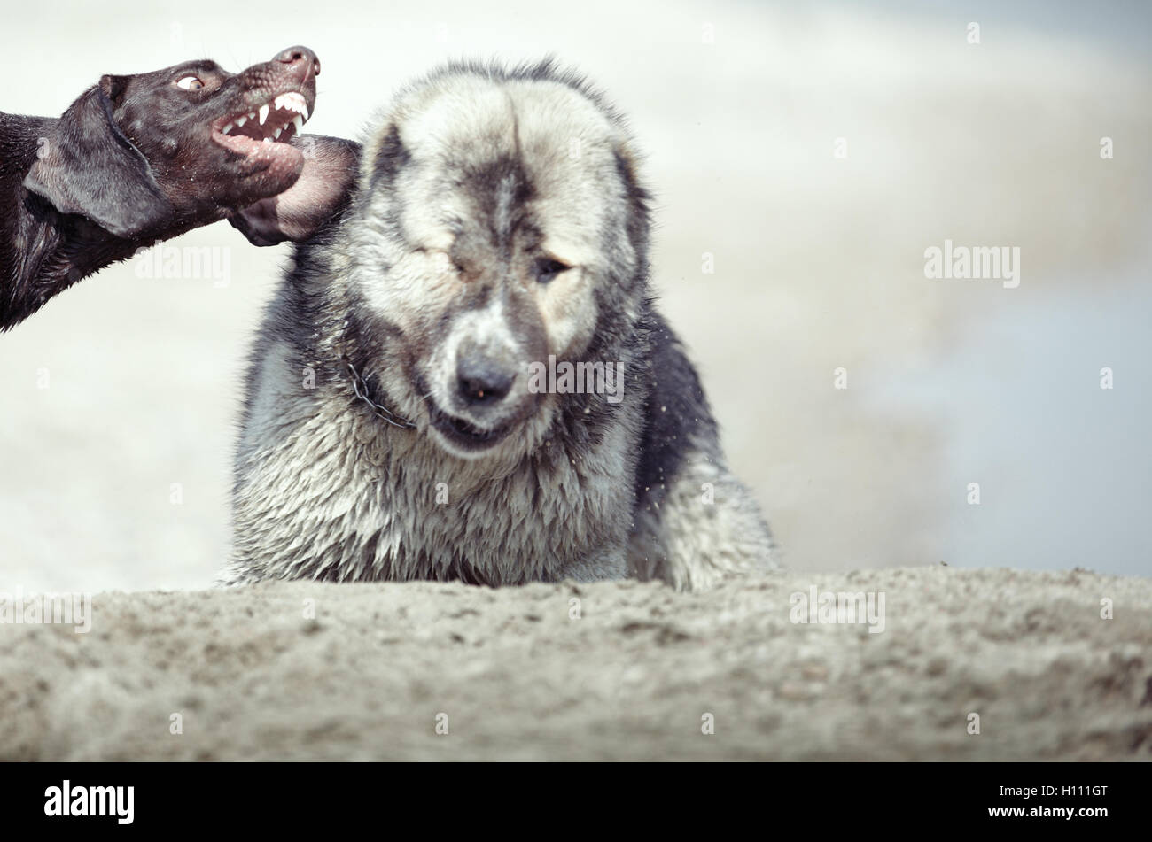 Alabai teeth hi-res stock photography and images - Alamy