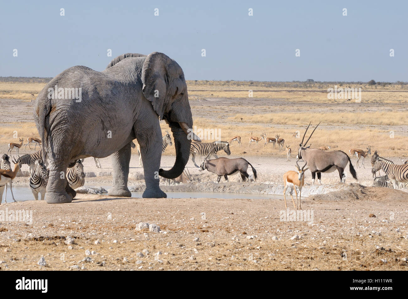 Elephant, springbok, oryx and zebras Stock Photo - Alamy