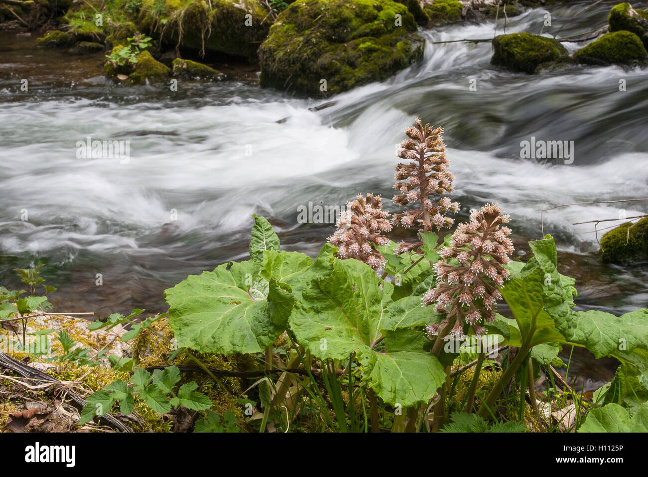butterbur (Petasites hybridus) flowers growing along a mountain stream ...