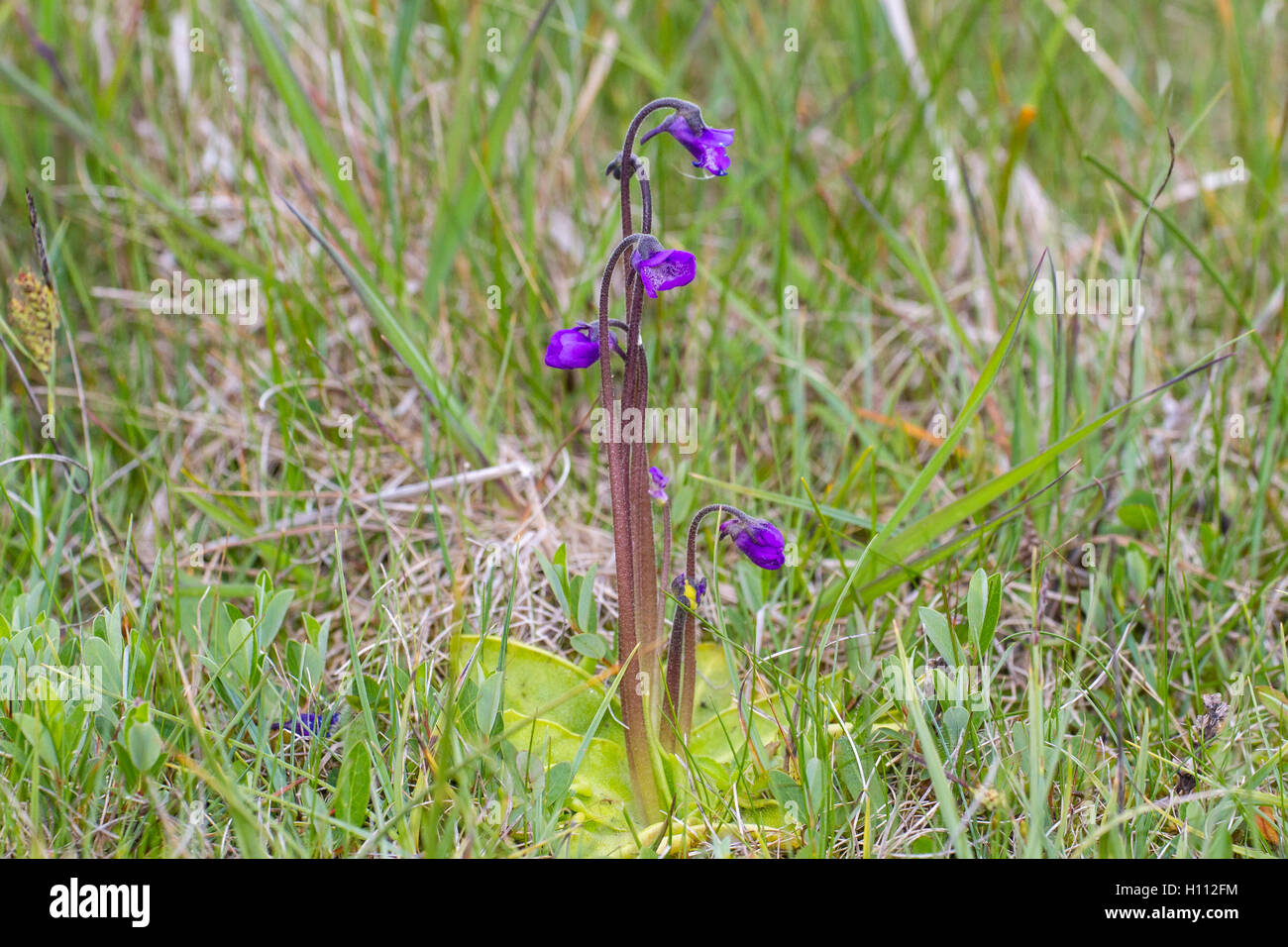 common butterwort (Pinguicula vulgaris) insect eating plant, growing on ...