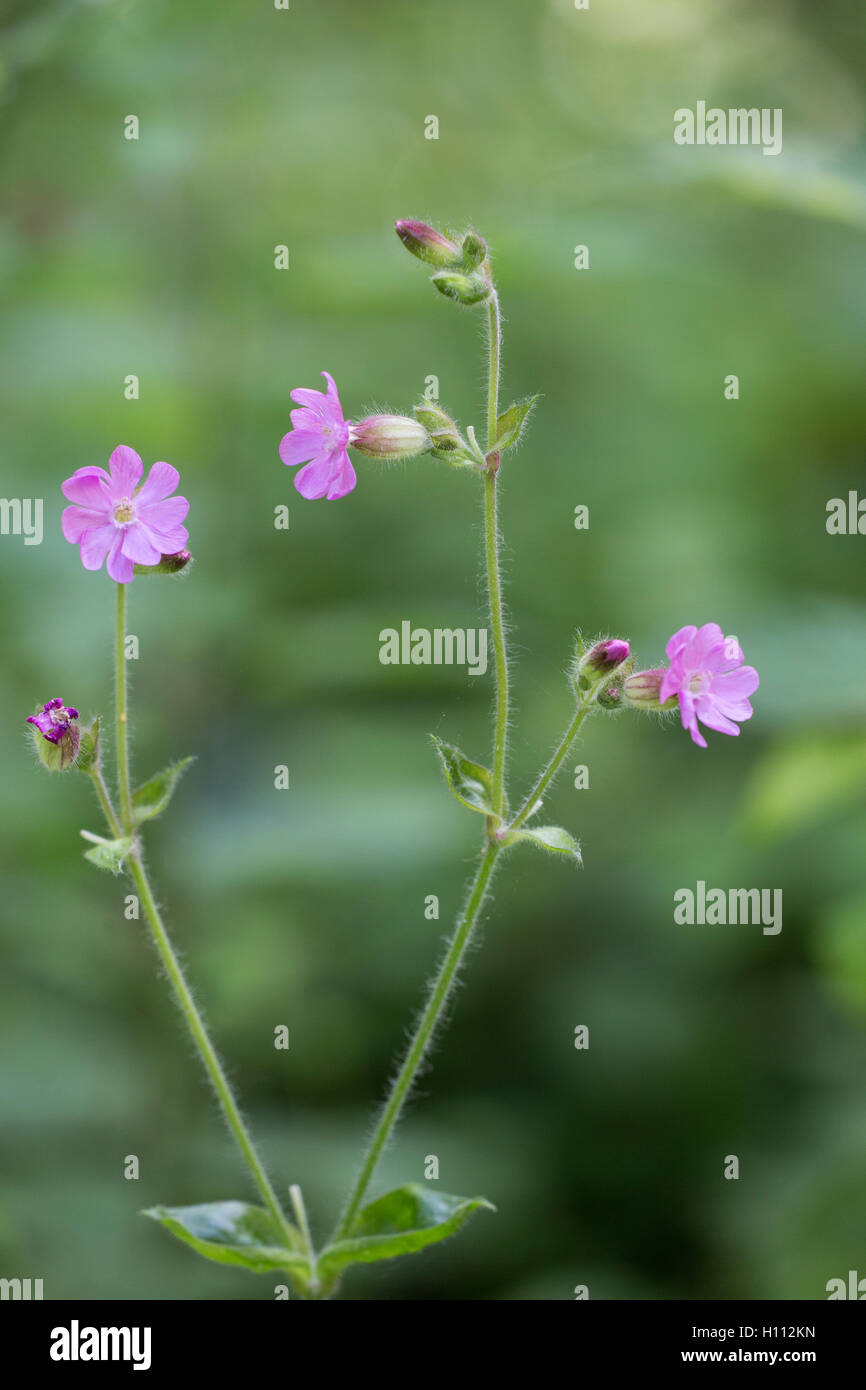 red campion (Silene dioica) flower growing in hedgerow, Norfolk ...