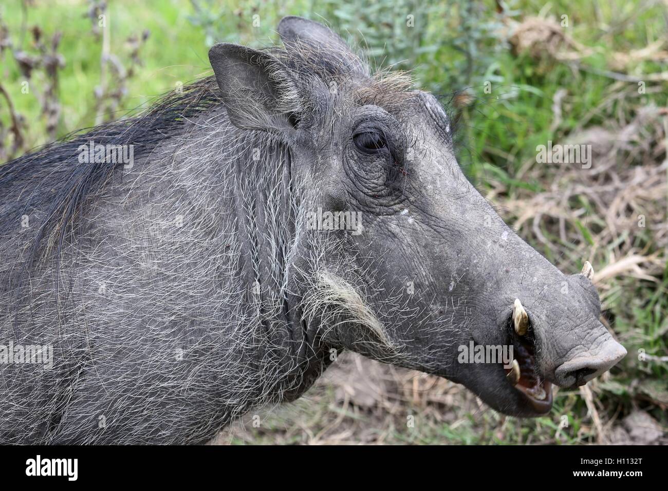 Warthog head hi-res stock photography and images - Alamy