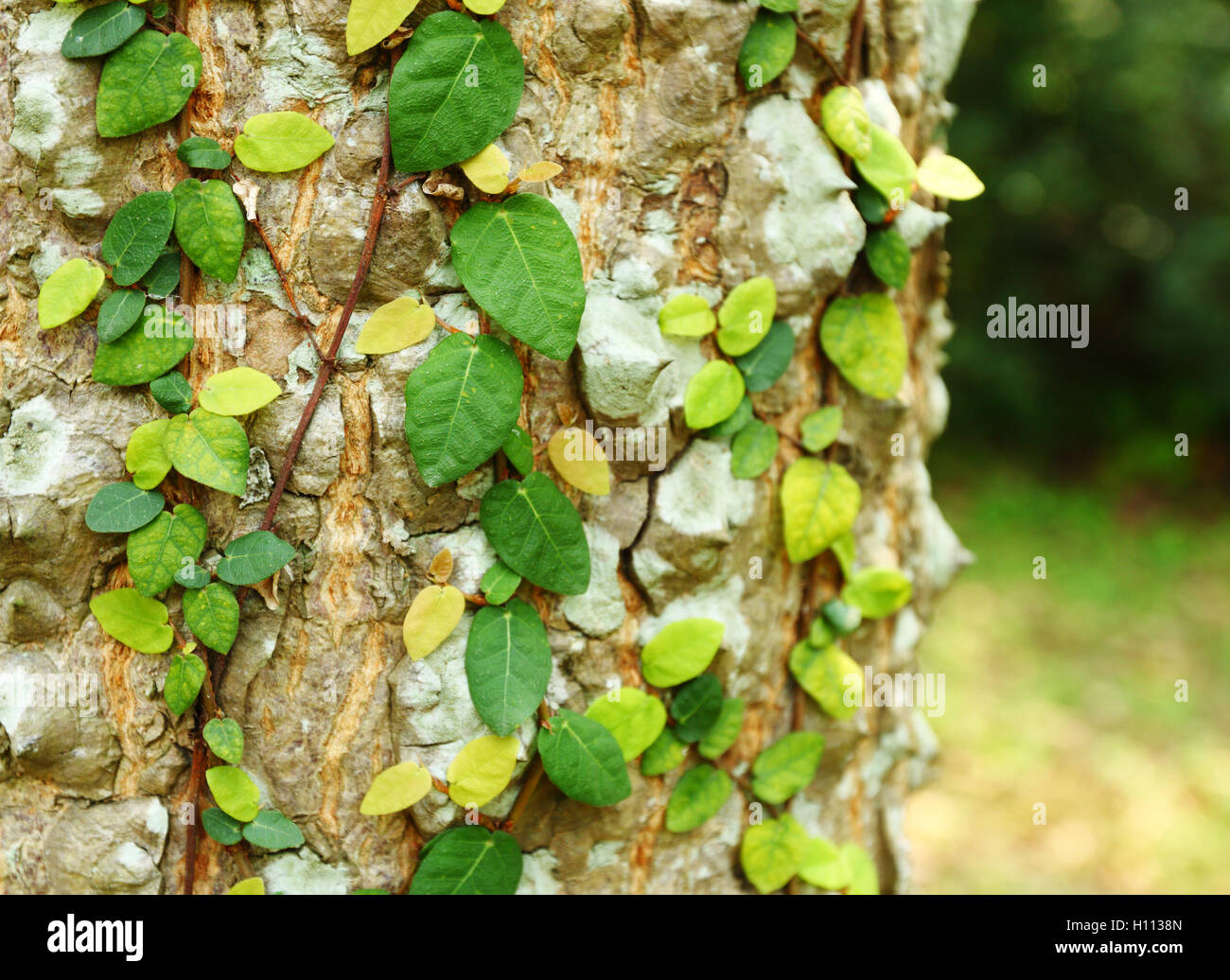 Ivy on tree bark Stock Photo - Alamy