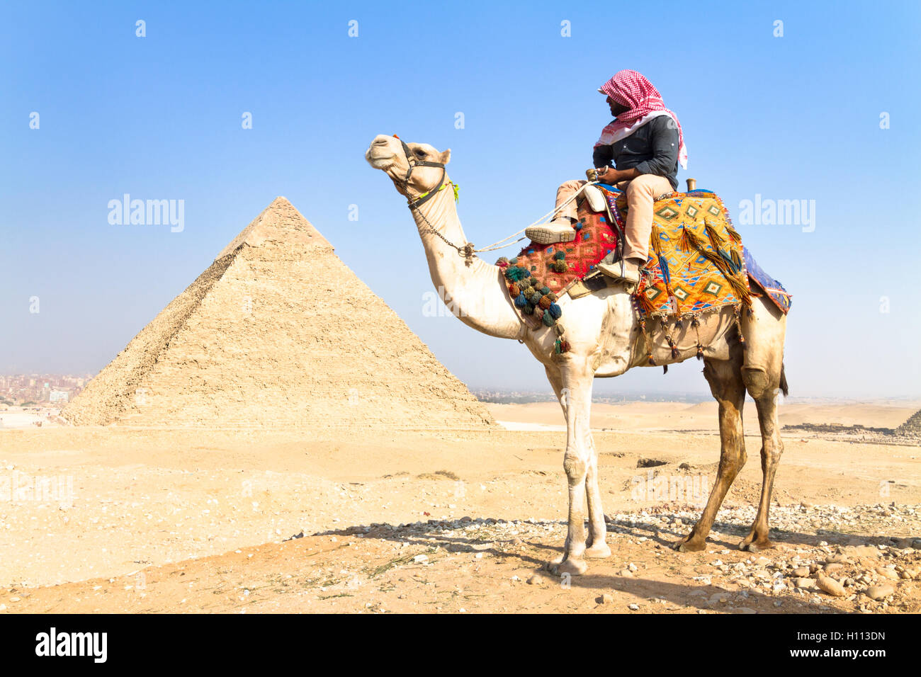 Camel at Giza pyramides, Cairo, Egypt Stock Photo - Alamy
