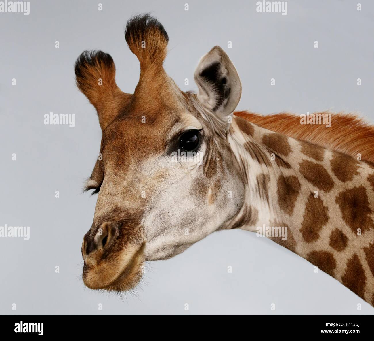 Funny Giraffe Portrait Stock Photo - Alamy