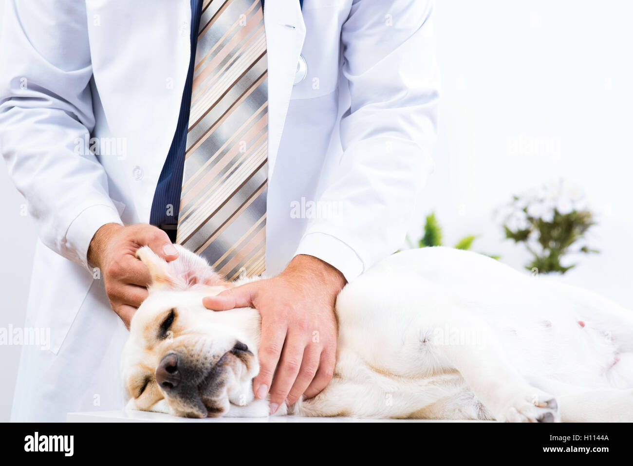 vet checks the health of a dog Stock Photo - Alamy
