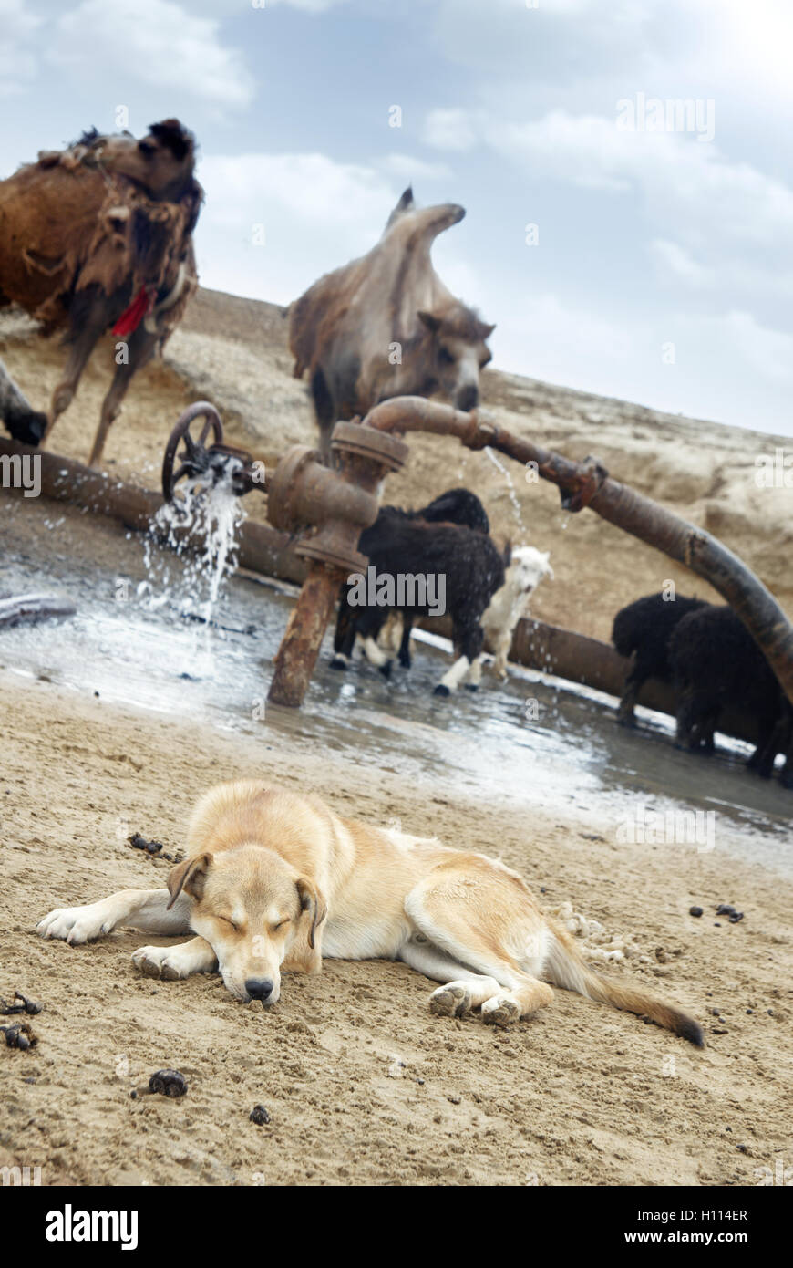 Shepherd sheep camel hi-res stock photography and images - Alamy