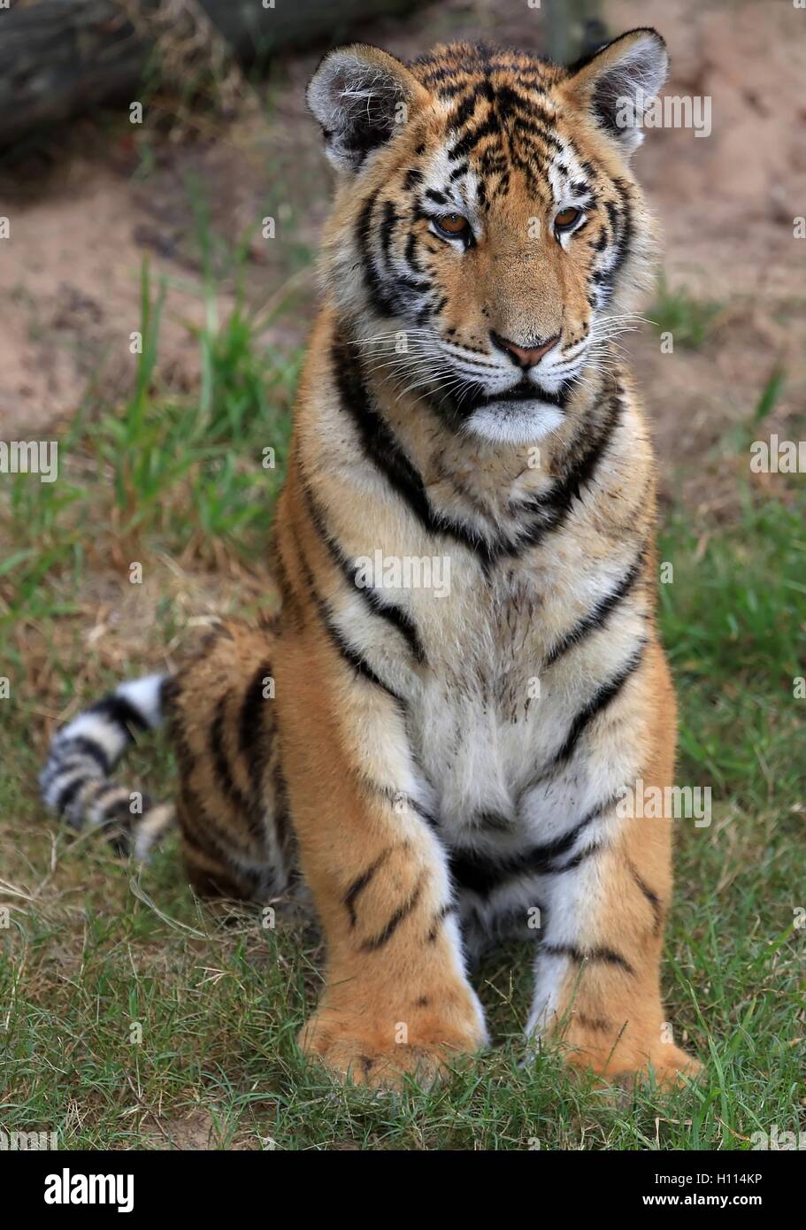 Tiger portrait young on hi-res stock photography and images - Alamy