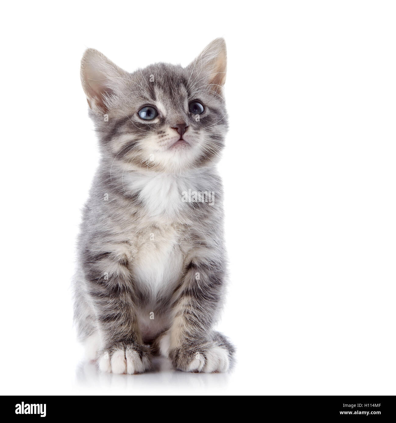 The gray striped kitten Stock Photo - Alamy