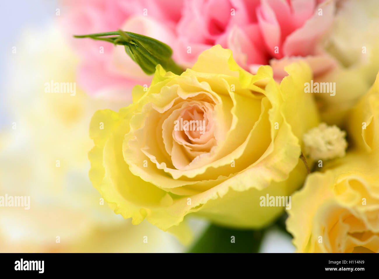 Lysianthus hi-res stock photography and images - Alamy