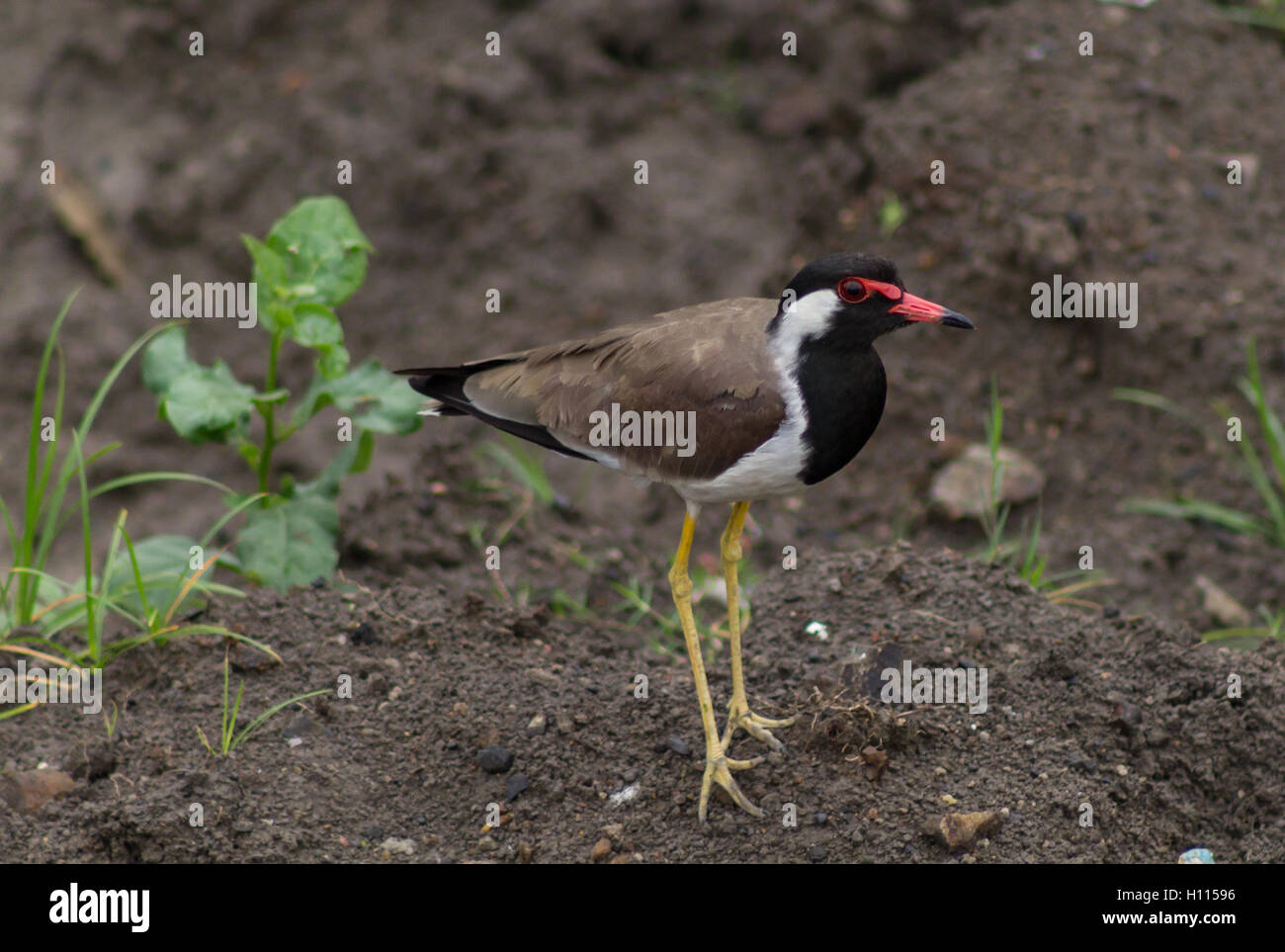 Red wattled lapwing bird Stock Photo - Alamy