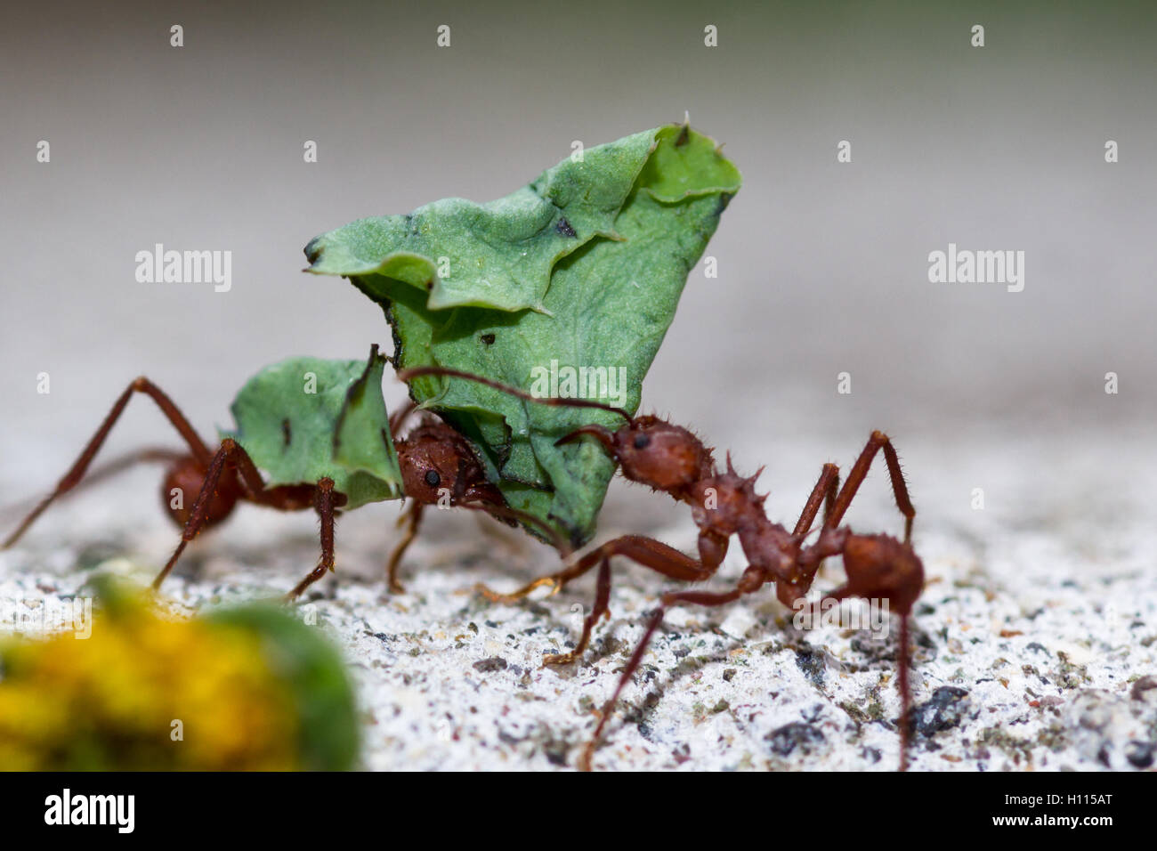 Leaf cutter ants carrying leaves to the nest insect hi-res stock ...