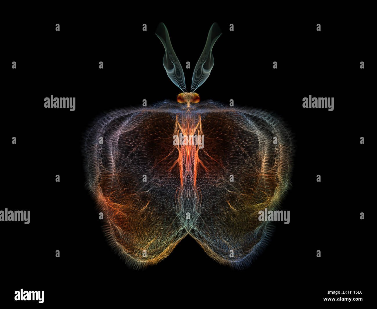 Intricate pattern of butterfly hi-res stock photography and images - Alamy