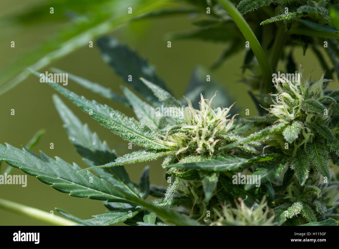 close up of a healthy cannabis plant under sunny conditions Stock Photo ...