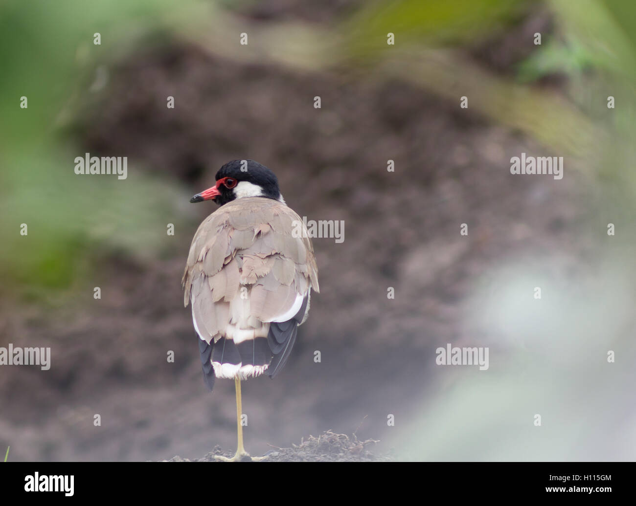 Red wattled lapwing bird Stock Photo - Alamy