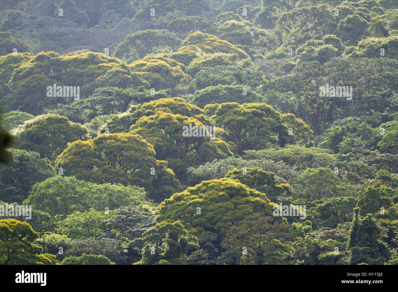 close up of the rainforest tree tops with a soft afternoon sun glow and ...