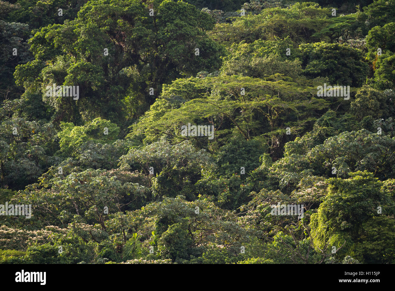 close up of the rainforest tree tops with a soft afternoon sun glow ...