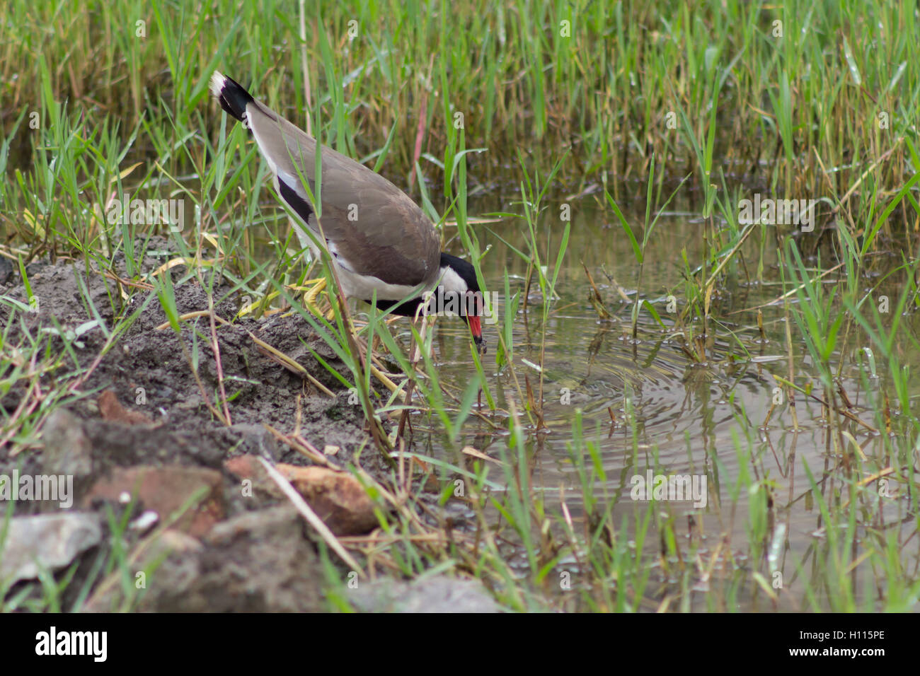 Red wattled lapwing bird Stock Photo - Alamy