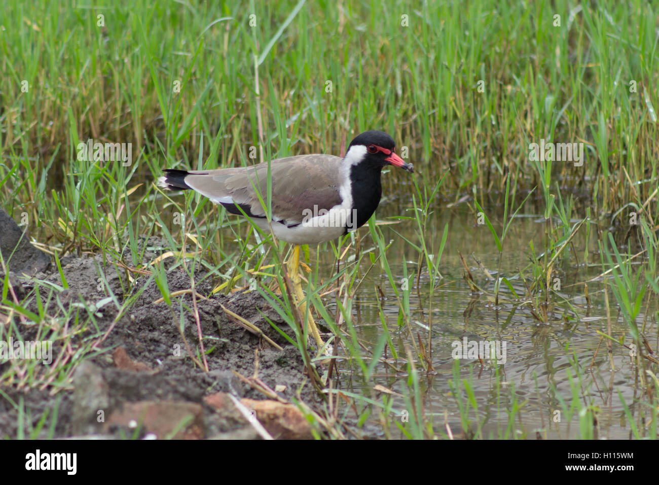 Red Wattled Lapwing( Vanellus Indicus) on the green grass ground Stock ...