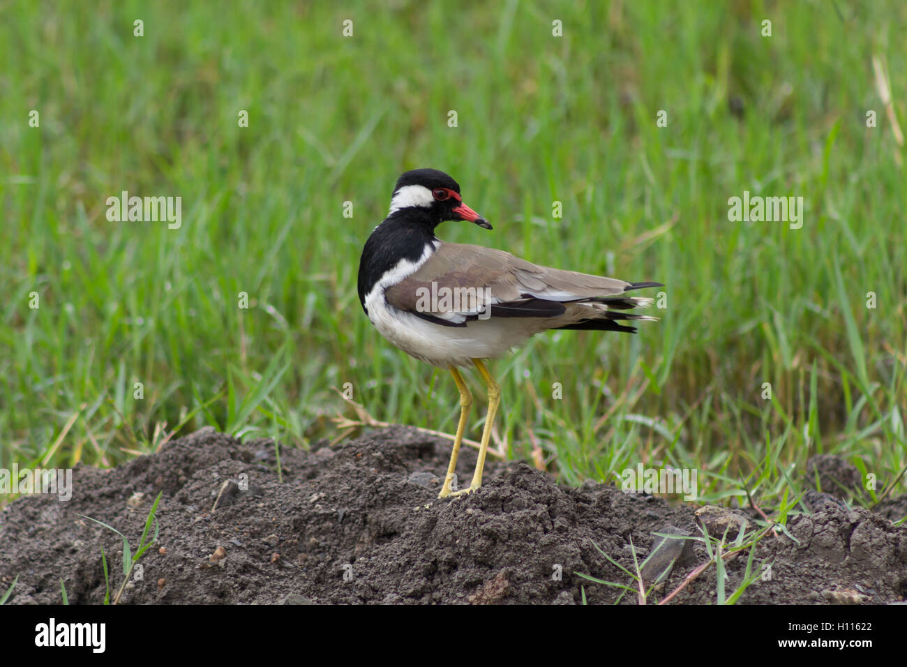 Red Wattled Lapwing( Vanellus Indicus) on the green grass ground Stock ...