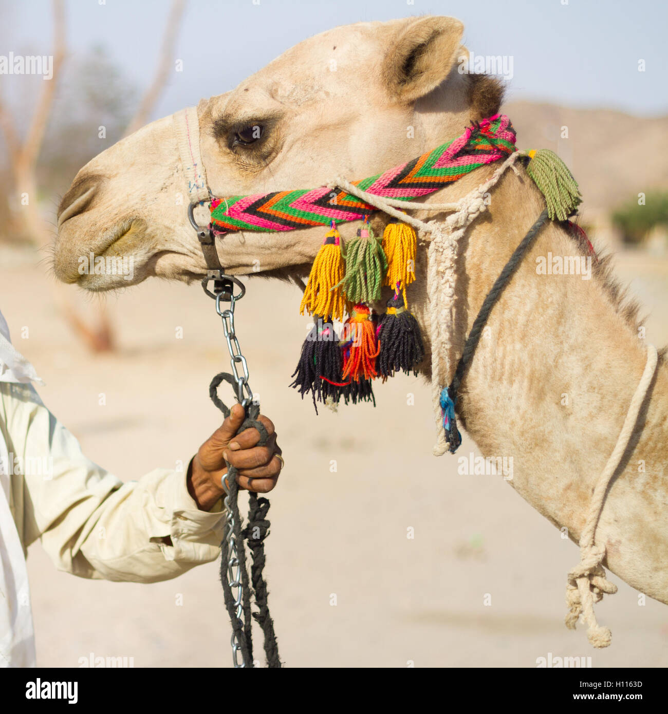 Arabic guide hi-res stock photography and images - Alamy