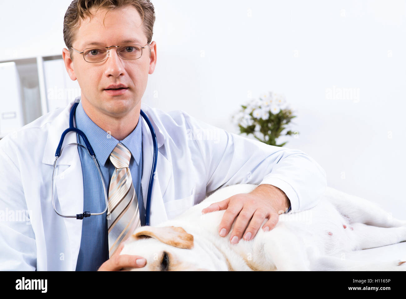 Portrait of male vet Stock Photo - Alamy