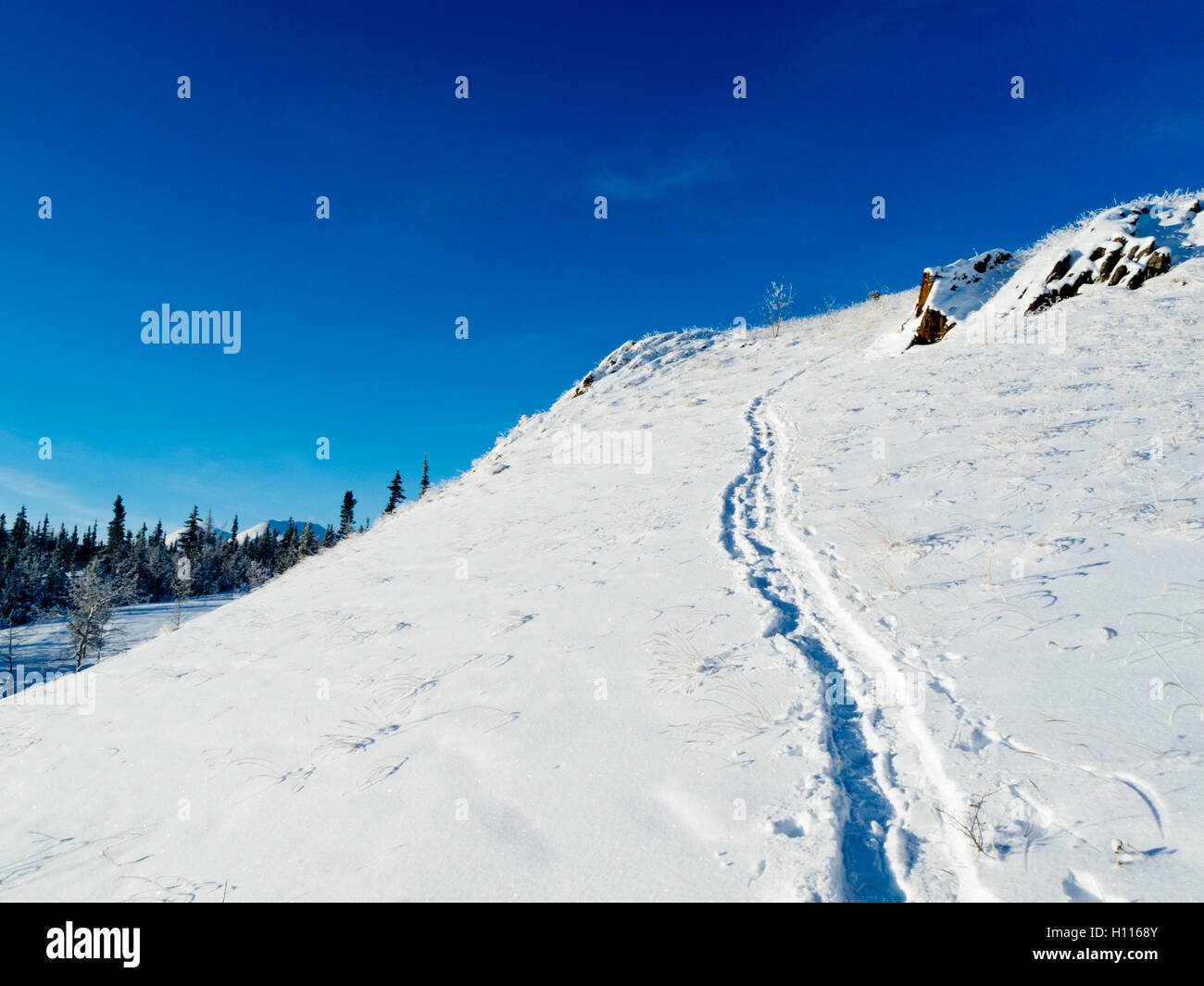 Open hillside deep snow uphill snowshoe trail Stock Photo - Alamy