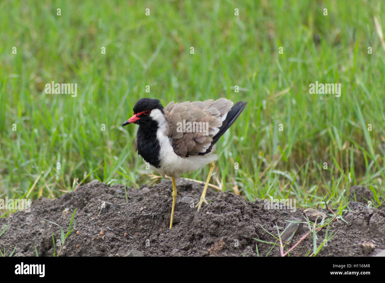 Red Wattled Lapwing( Vanellus Indicus) on the green grass ground Stock ...