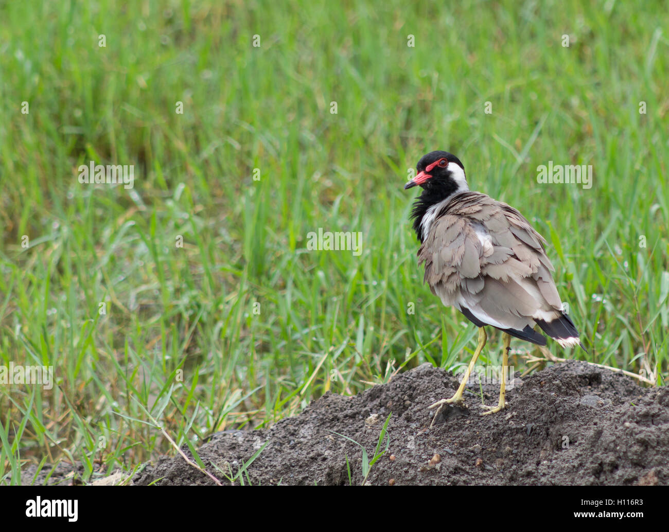 Red Wattled Lapwing( Vanellus Indicus) on the green grass ground Stock ...