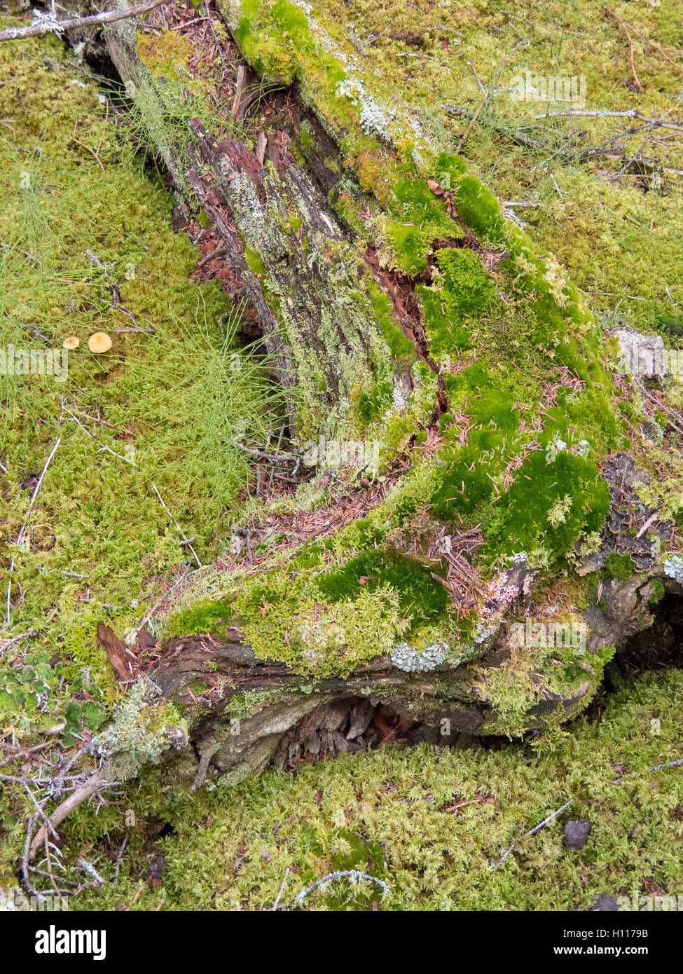 Old decaying lichens moss covered taiga tree trunk Stock Photo - Alamy Old decaying lichens moss covered taiga tree trunk Stock Photo - Alamy
